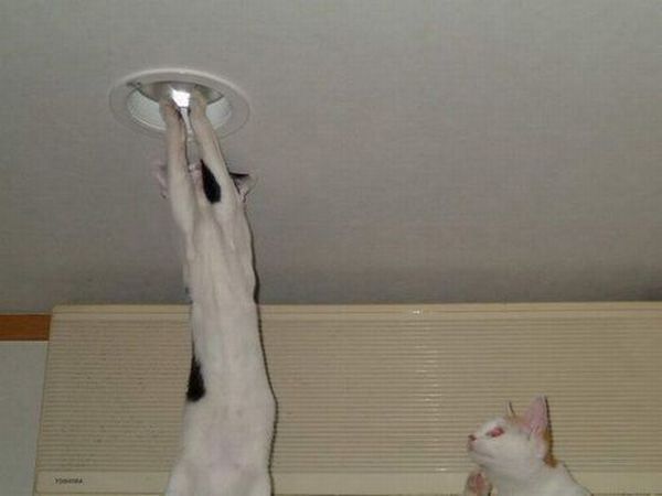 Cat changing lightbulb - Really funny pictures collection on picshag.com
