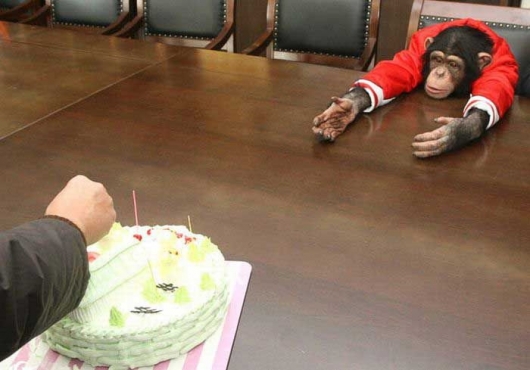 Chimp wants cake - Really funny pictures collection on picshag.com