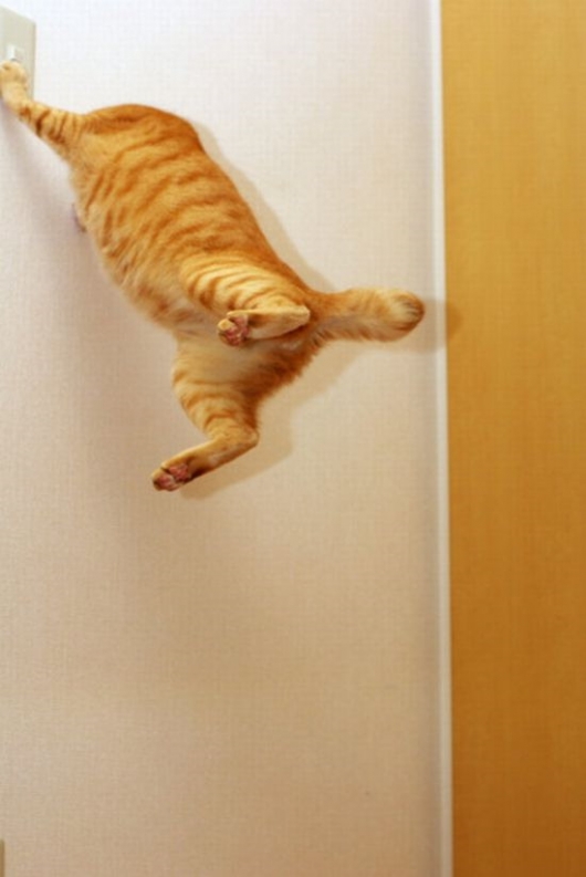 cat turning lights off - Really funny pictures collection on picshag.com