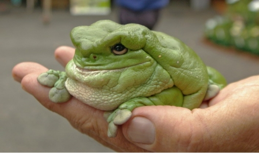 Fat frog is fat - Really funny pictures collection on picshag.com