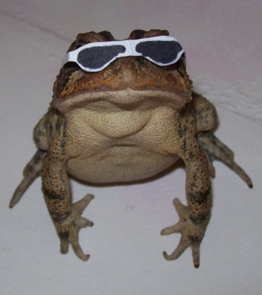 Cool frog is cool - Really funny pictures collection on picshag.com