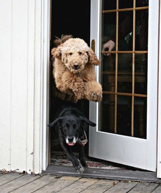 Dogs going out - Really funny pictures collection on picshag.com