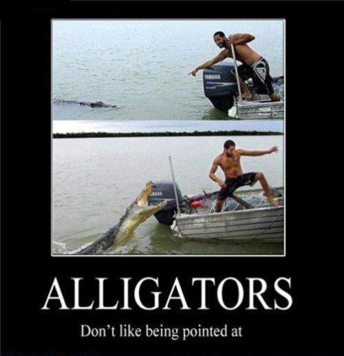 Alligators - Really funny pictures collection on picshag.com