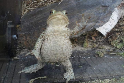 Waving toad - Really funny pictures collection on picshag.com