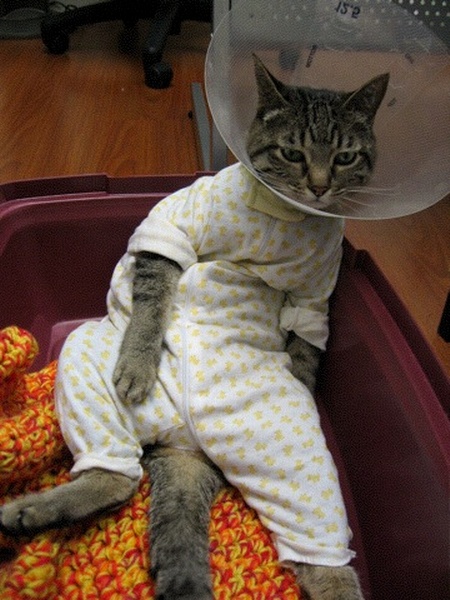 Sad cat - Really funny pictures collection on picshag.com