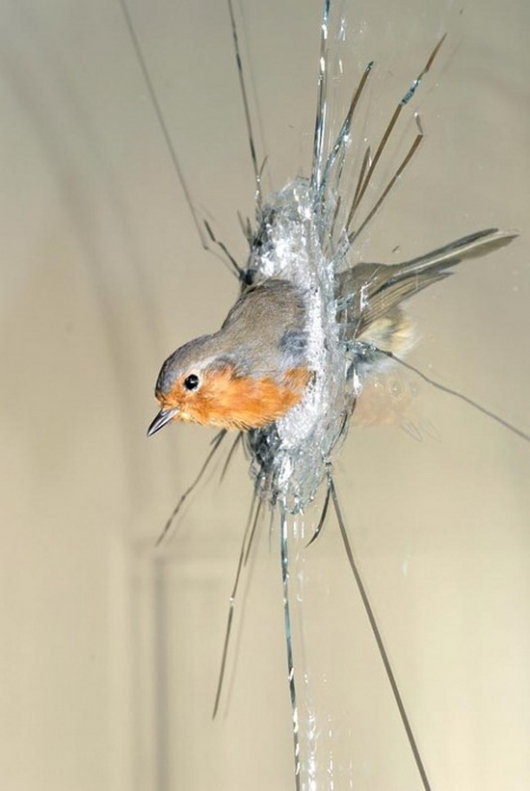 Stuck bird - Really funny pictures collection on picshag.com