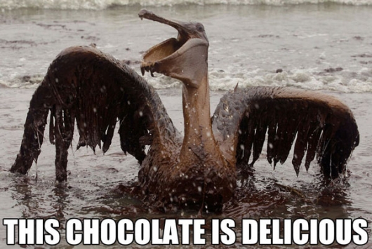 This chocolate is delicious - Really funny pictures collection on ...