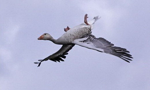 Upside-down goose - Really funny pictures collection on picshag.com