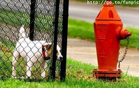 Dog fire hydrant fail - Really funny pictures collection on picshag.com
