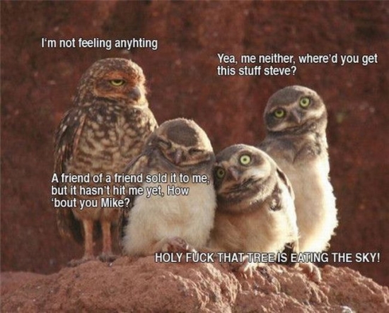 High owls - Really funny pictures collection on picshag.com