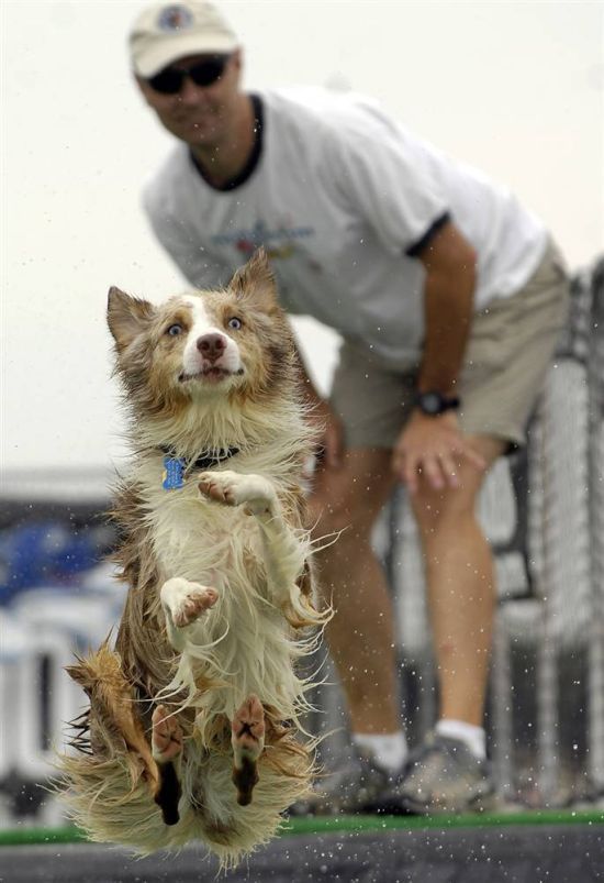 Levitating dog - Really funny pictures collection on picshag.com