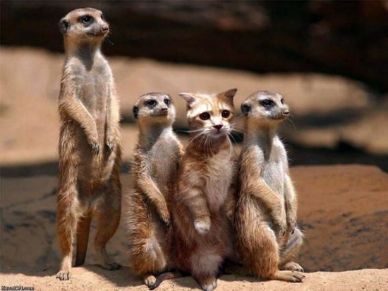 Spot the intruder - Really funny pictures collection on picshag.com