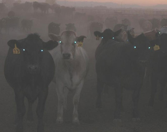 Demon cows - Really funny pictures collection on picshag.com