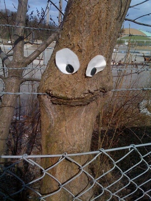 Smiling tree - Really funny pictures collection on picshag.com