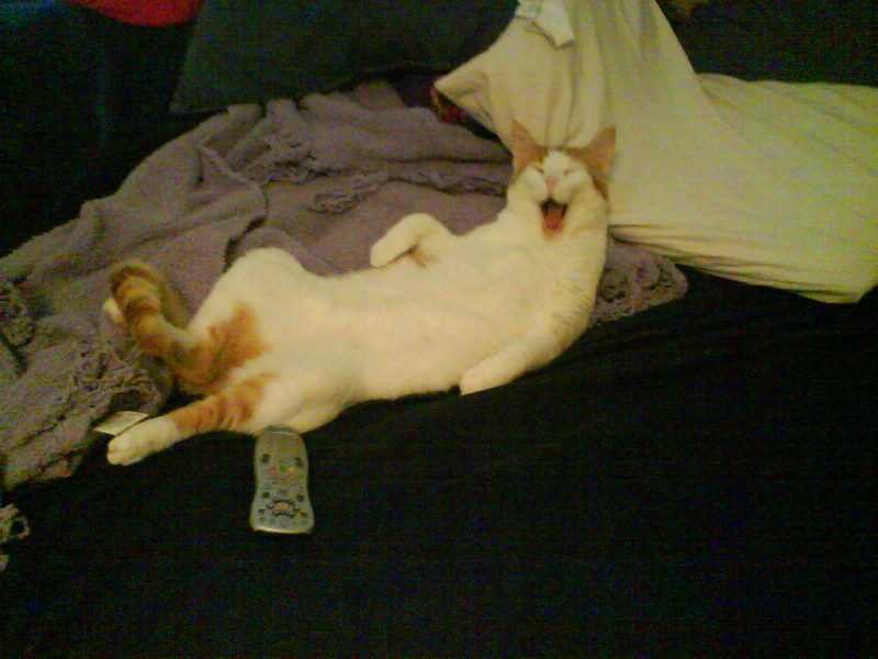 ROFL cat - Really funny pictures collection on picshag.com