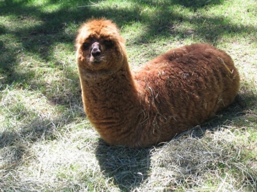 Alpaca worm - Really funny pictures collection on picshag.com