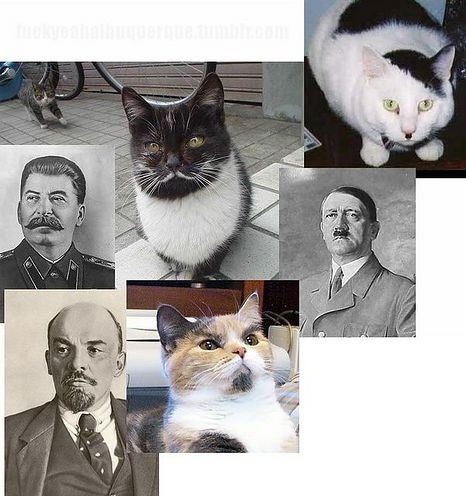 Dictator cats - Really funny pictures collection on picshag.com