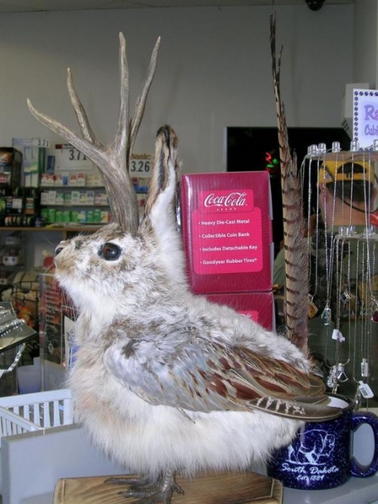 Flying Jackalope - Really funny pictures collection on picshag.com