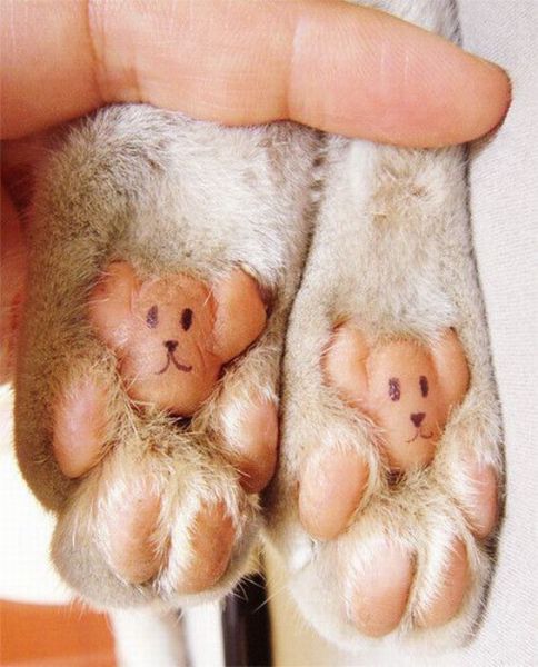 Cute paws - Really funny pictures collection on picshag.com